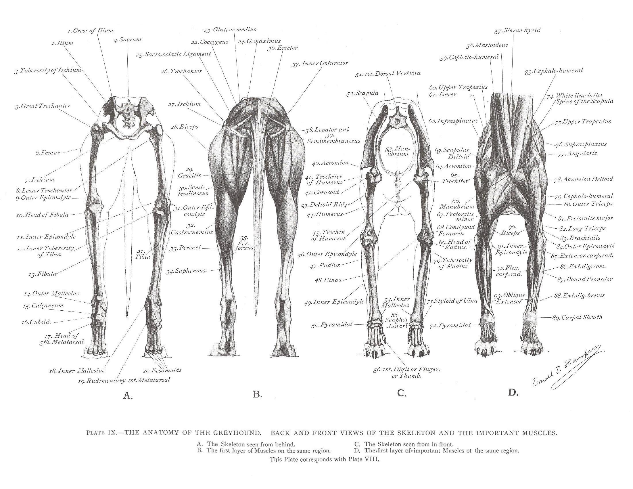 Dog Leg Bones Diagram Skeletal Structure Of A Dog My Drawing Course Dog Leg Bones Diagram Skeletal Structure Of A Dog My Drawing Course